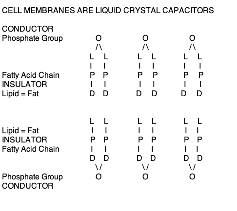 cell membrane graphic